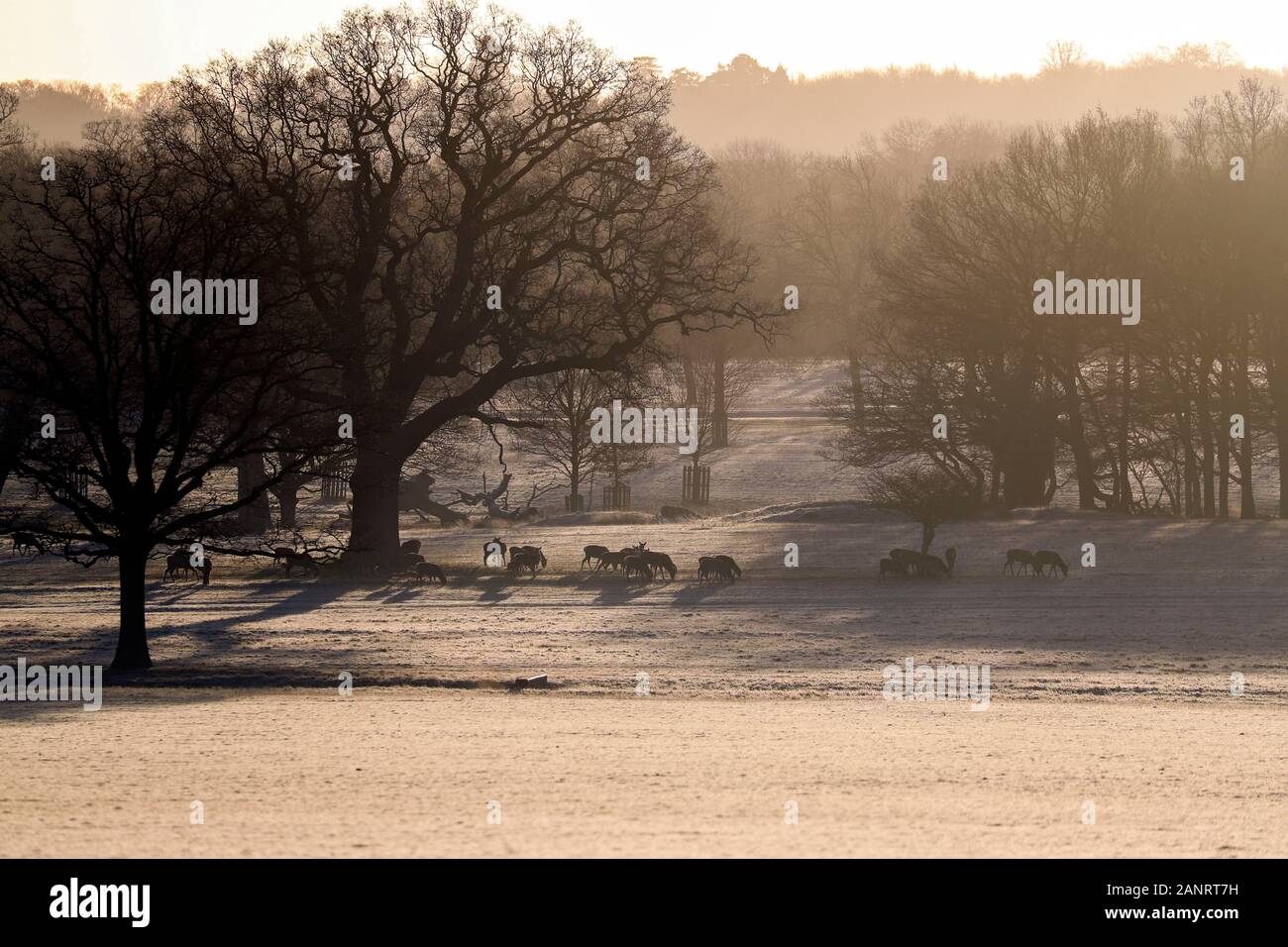 Deer in a frost covered Windsor Great Park Stock Photo - Alamy