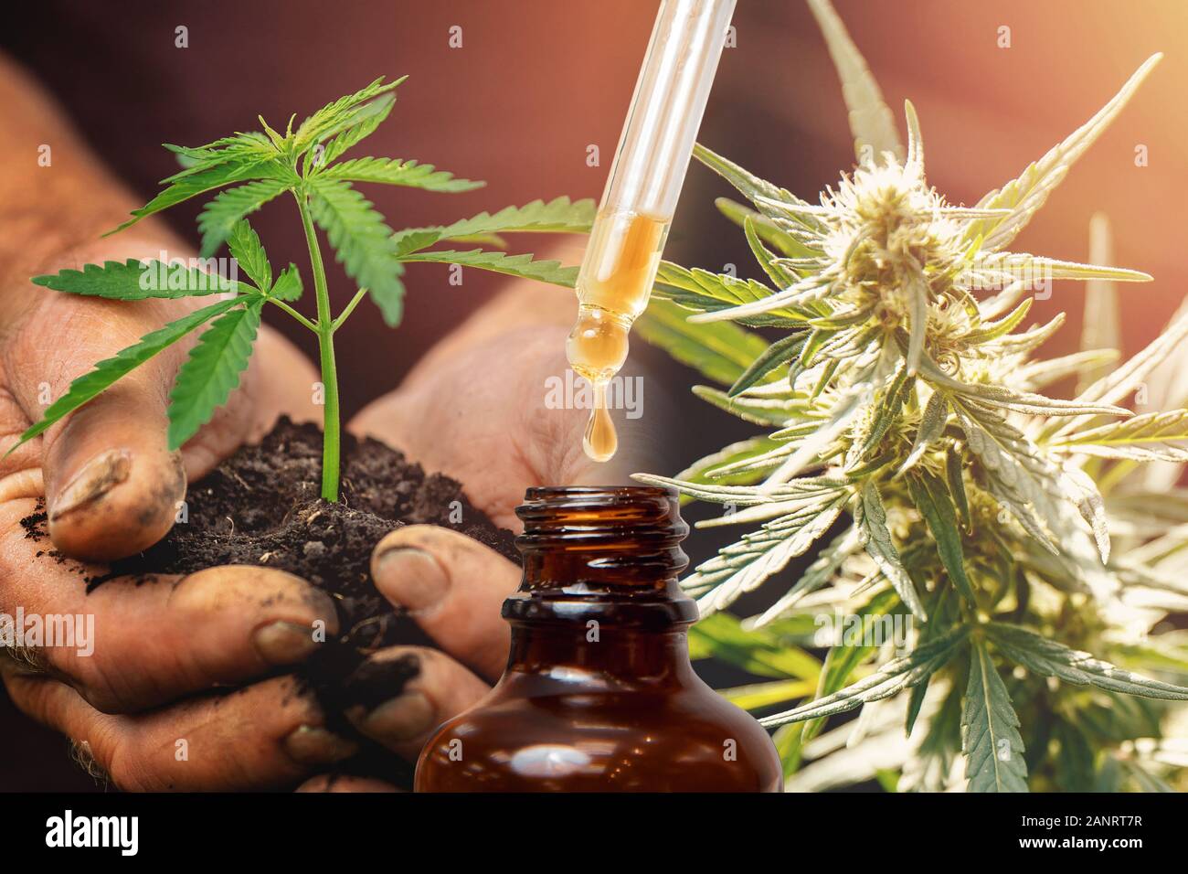 Cannabis CBD TNC oil extracts in jars herb and leaves. Concept medical marijuana Stock Photo - Alamy