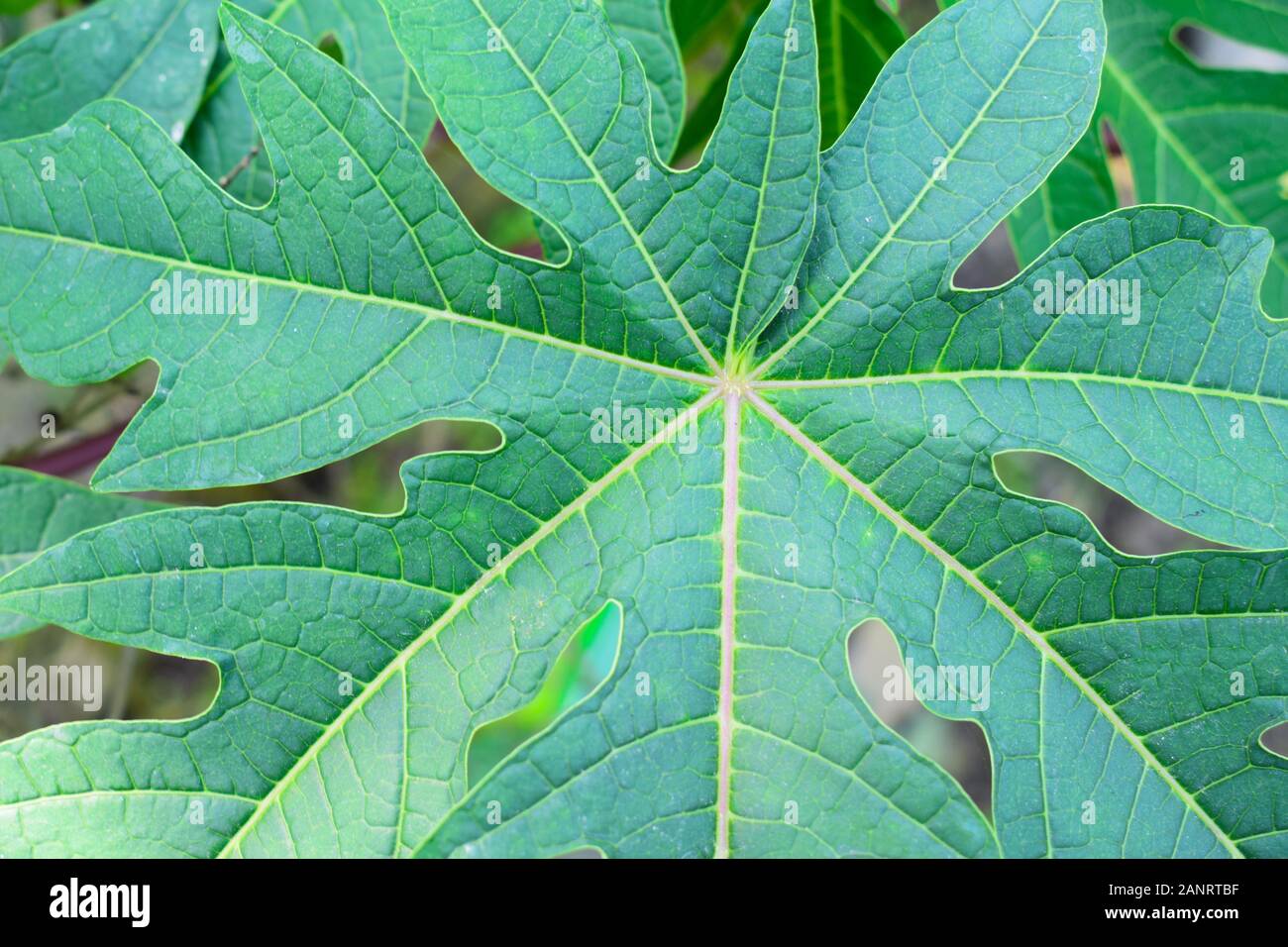Pawpaw leaf hi-res stock photography and images - Alamy