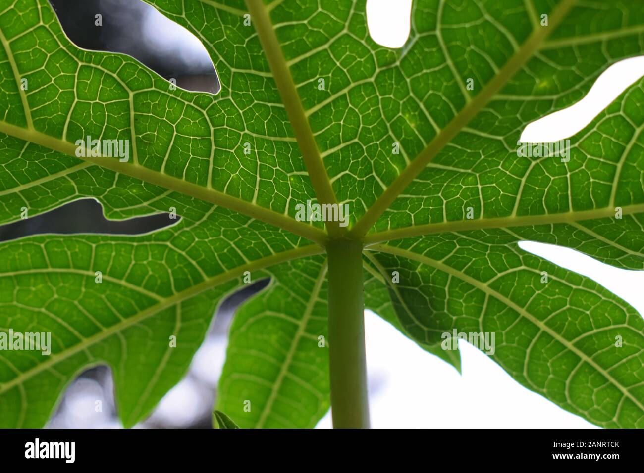Pawpaw leaf hi-res stock photography and images - Alamy