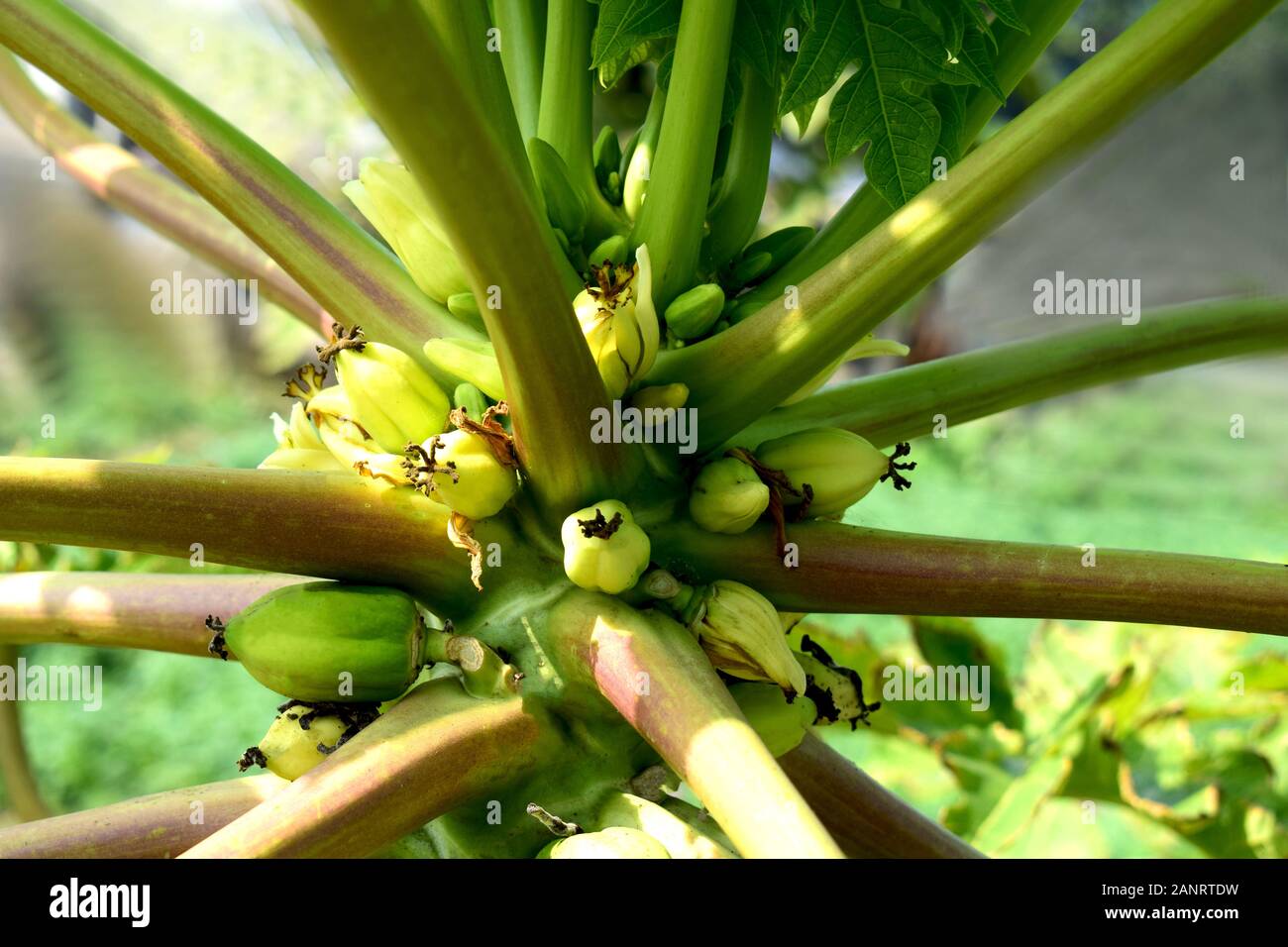 Papaya buds hi-res stock photography and images - Alamy