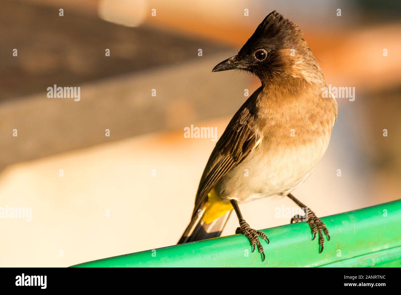 Dark capped bulbul south africa hi-res stock photography and images - Alamy
