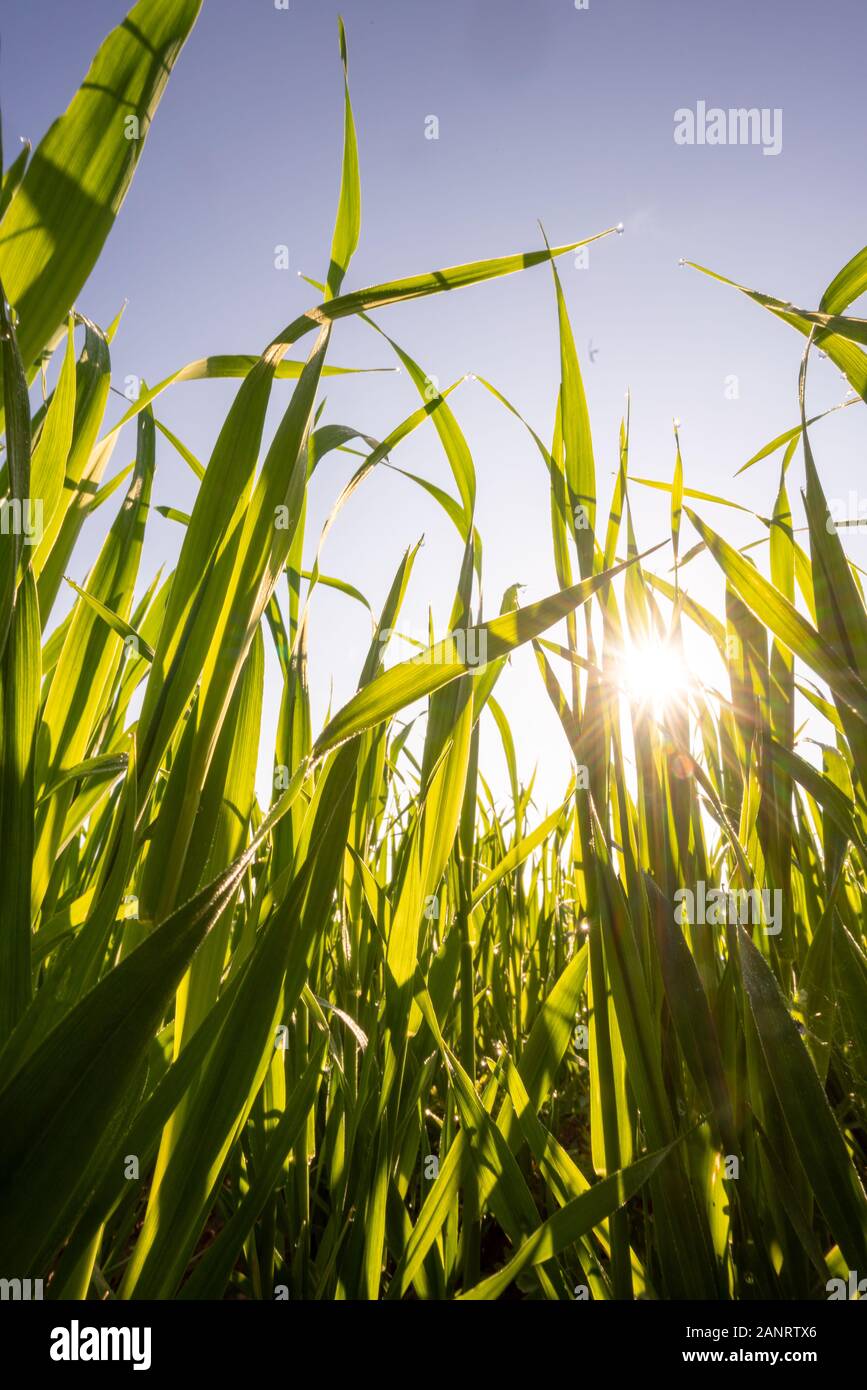 Green summer grass bottom view on sky and sun. Morning Dew on Grass at ...