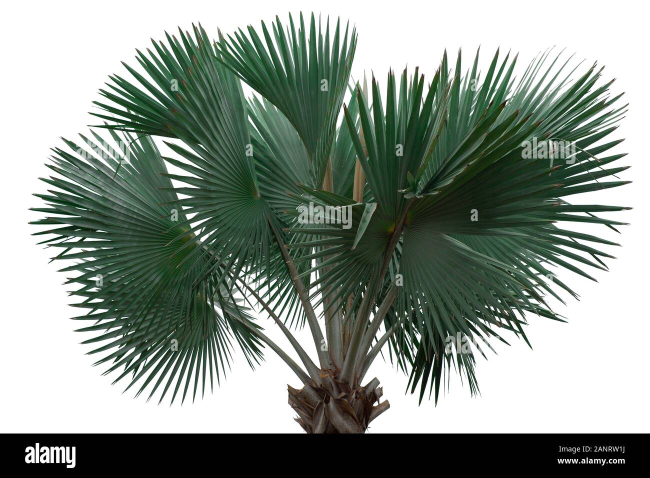 plam tree isolated Stock Photo - Alamy