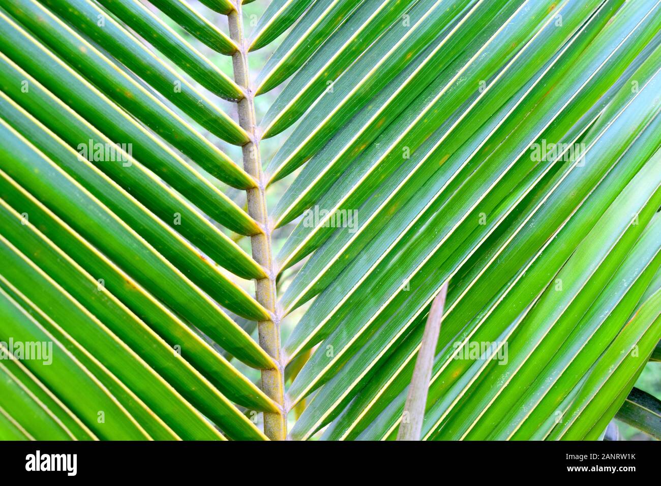Coconet tree hi-res stock photography and images - Alamy