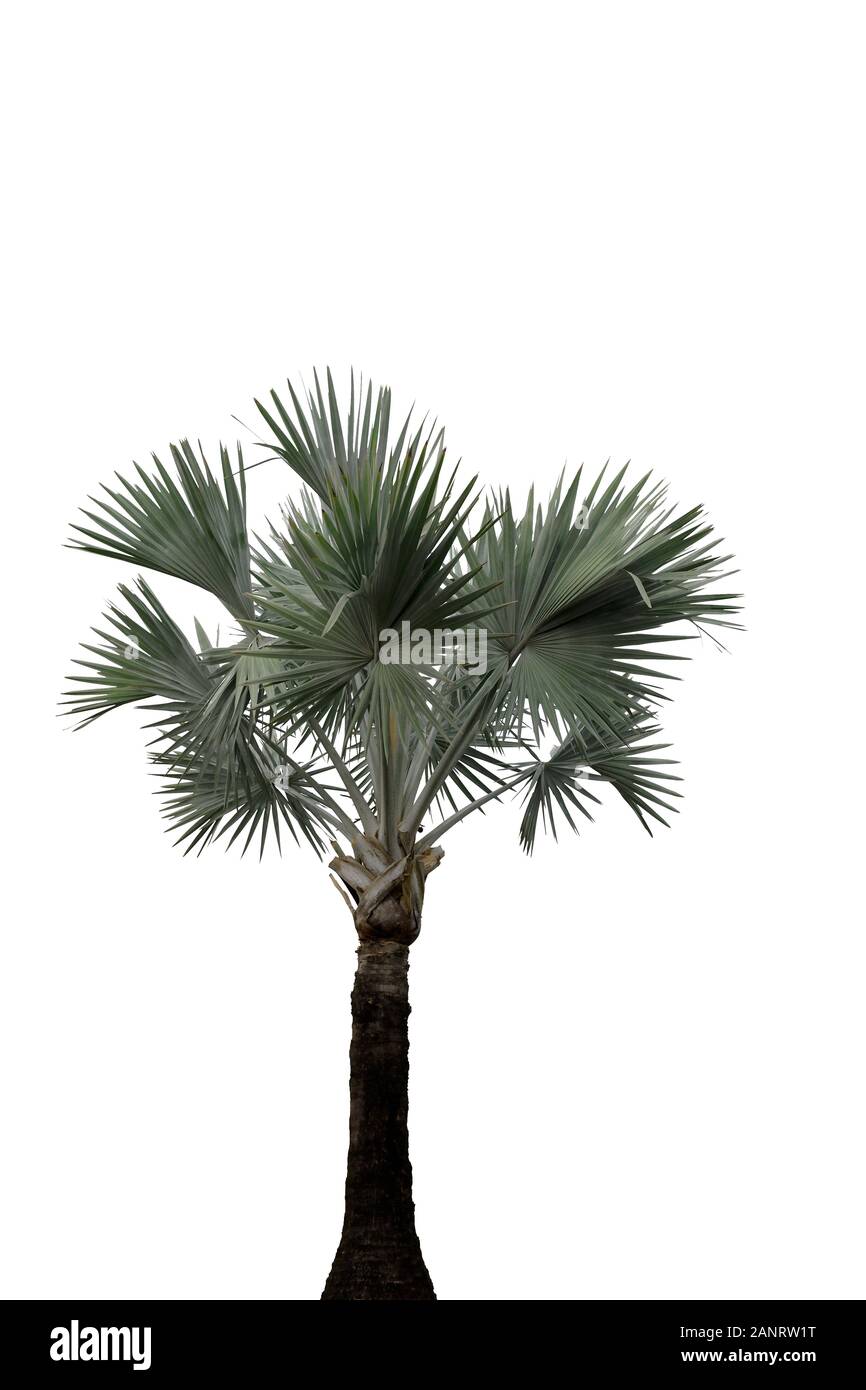 Plam tree isolated hi-res stock photography and images - Alamy