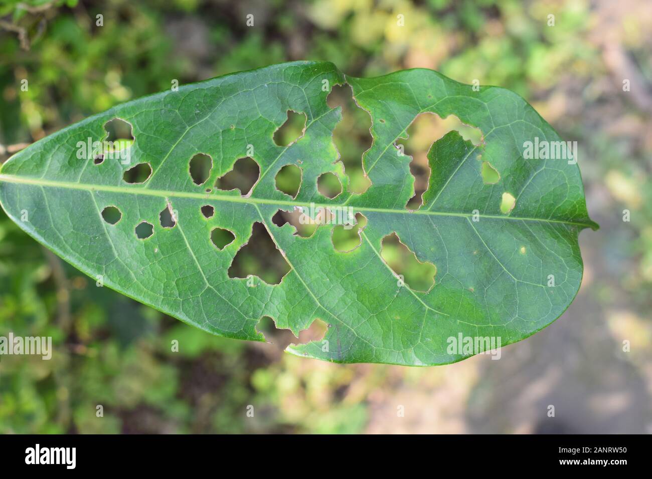 Bacteria And Plant High Resolution Stock Photography and Images - Alamy
