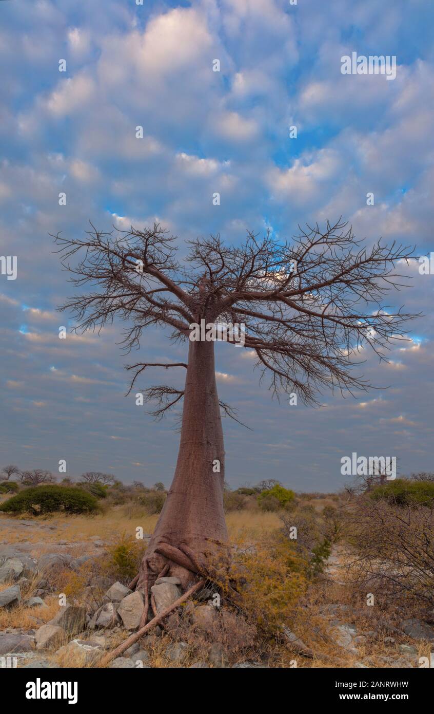 Young baobab tree hi-res stock photography and images - Alamy