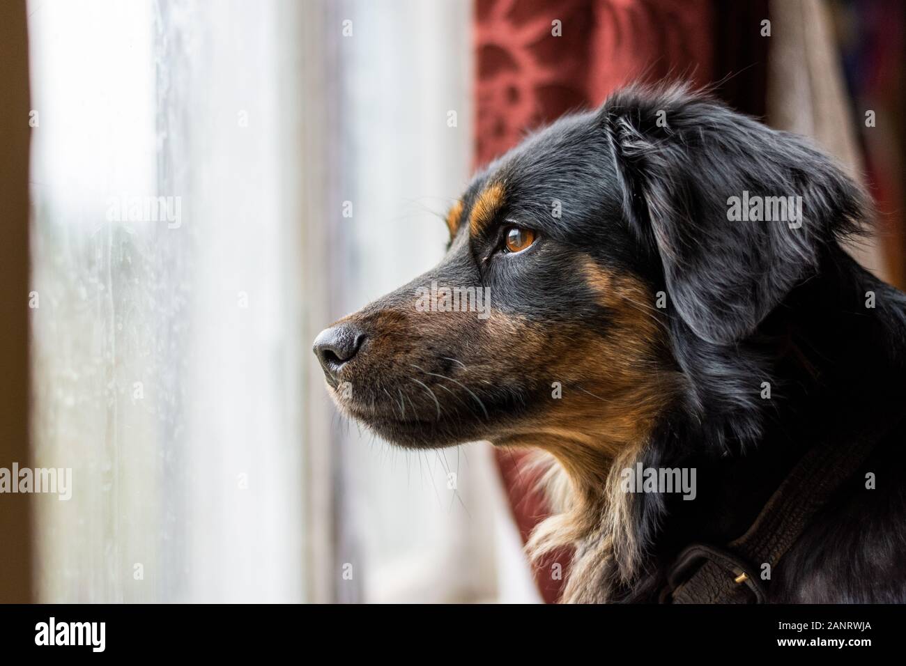 Nikon yellow hi-res stock photography and images - Alamy