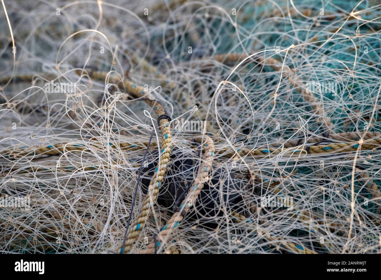 dead bird trapped in fishing net detail Stock Photo - Alamy