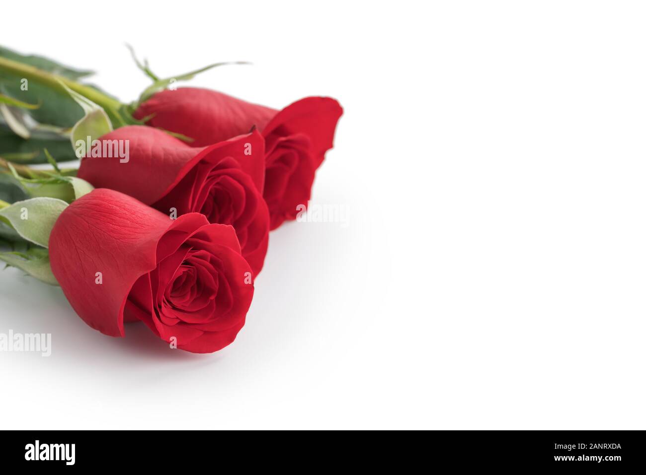 Three red rose isolated in white background Stock Photo - Alamy