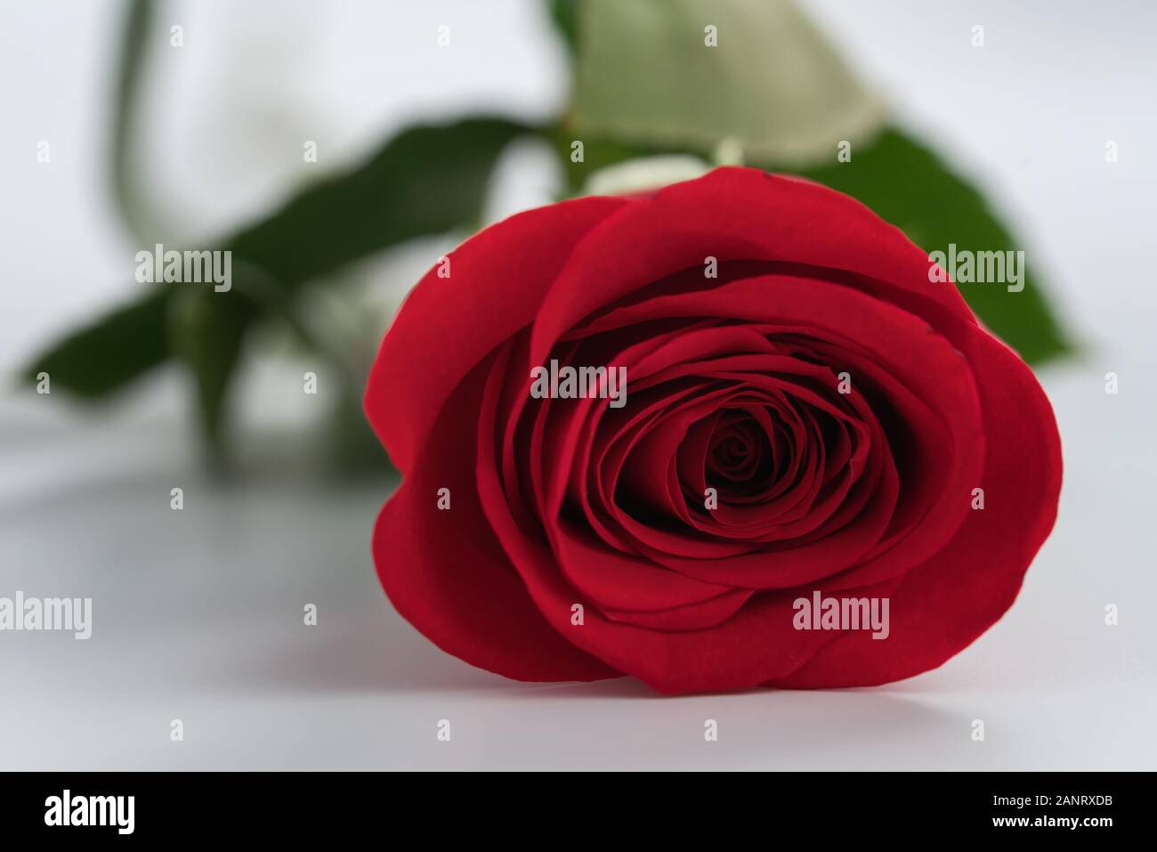 Red rose isolated in white background Stock Photo - Alamy