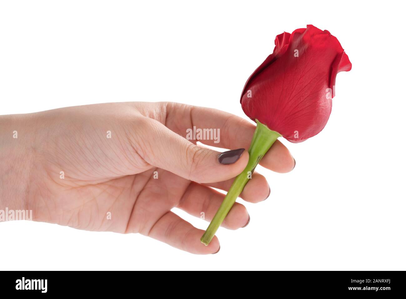 female young hand hold red rose isolated on white Stock Photo - Alamy