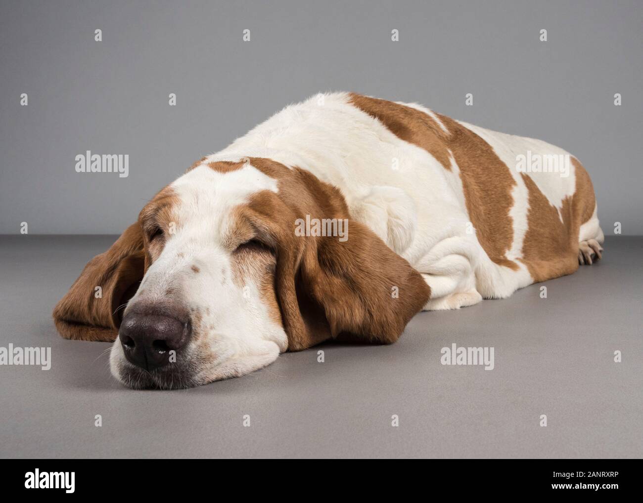Grey Basset Hound