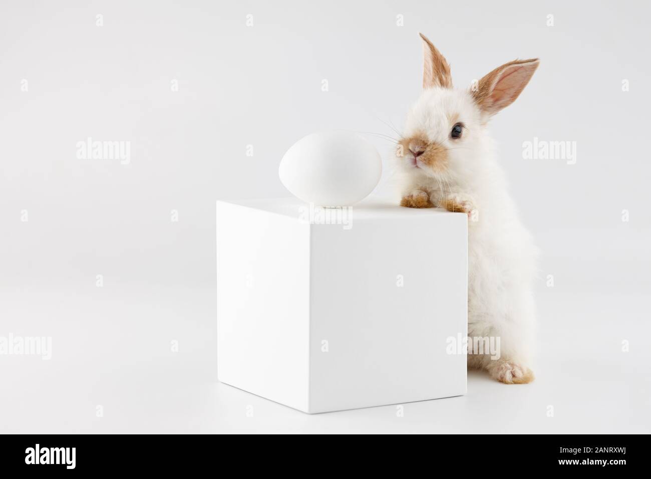 Easter bunny rabbit with white cube and egg on white background ...