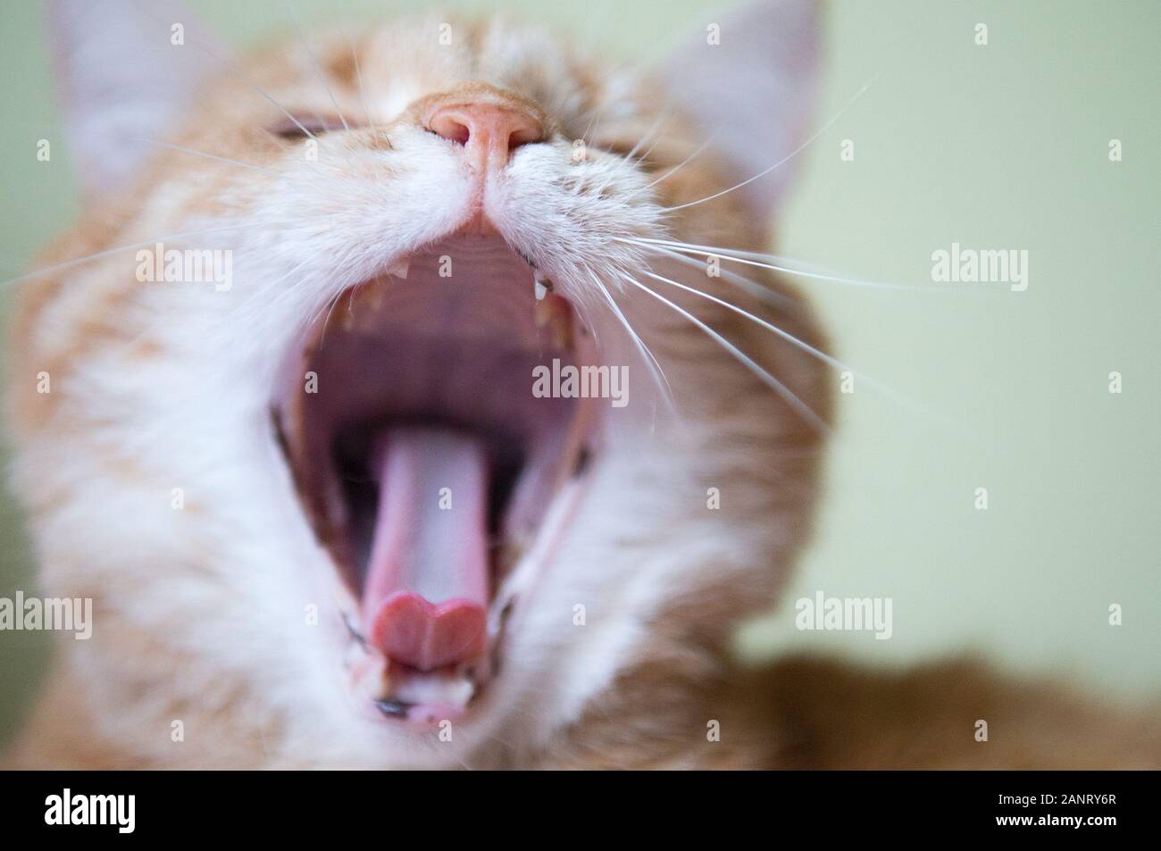 Cat showing yawn teeth. Funny red cat in cozy home atmosphere. Lying ...