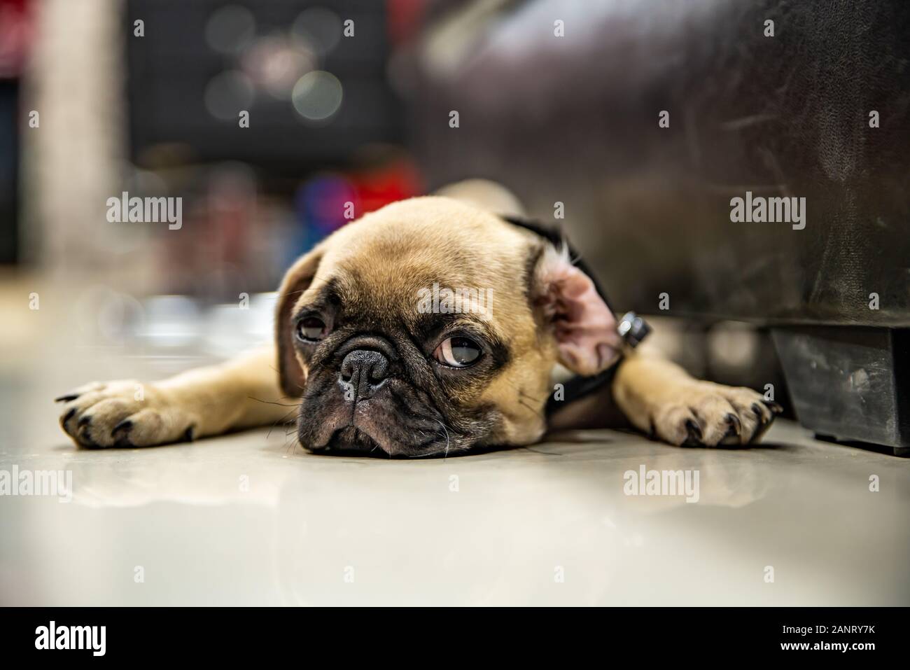 Laying on floor hi-res stock photography and images - Alamy