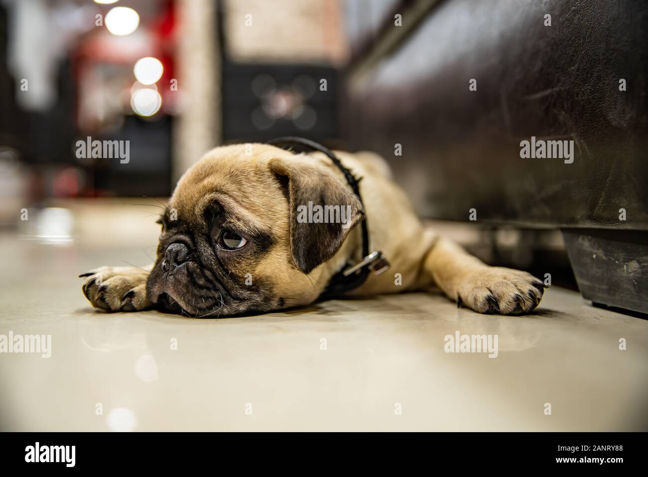 Pug dog laying down hi-res stock photography and images - Alamy