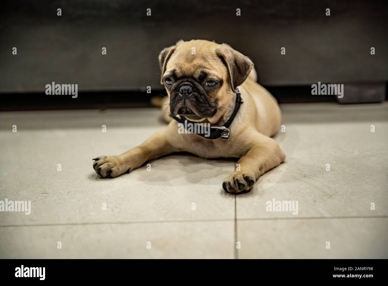 Laying on floor hi-res stock photography and images - Alamy