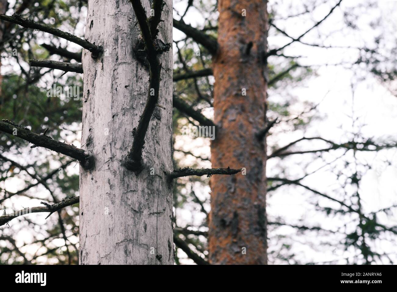 A tree without bark. Old pine trunk in the forest. Dead tree. Forest ...