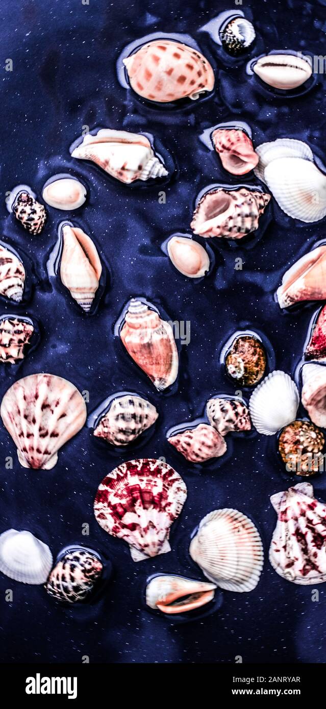 Ocean, nature texture and coastal vacation concept - Sea shell ...