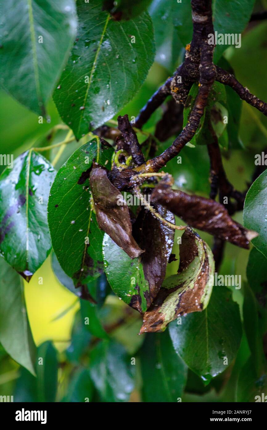 Pear scab hi-res stock photography and images - Alamy