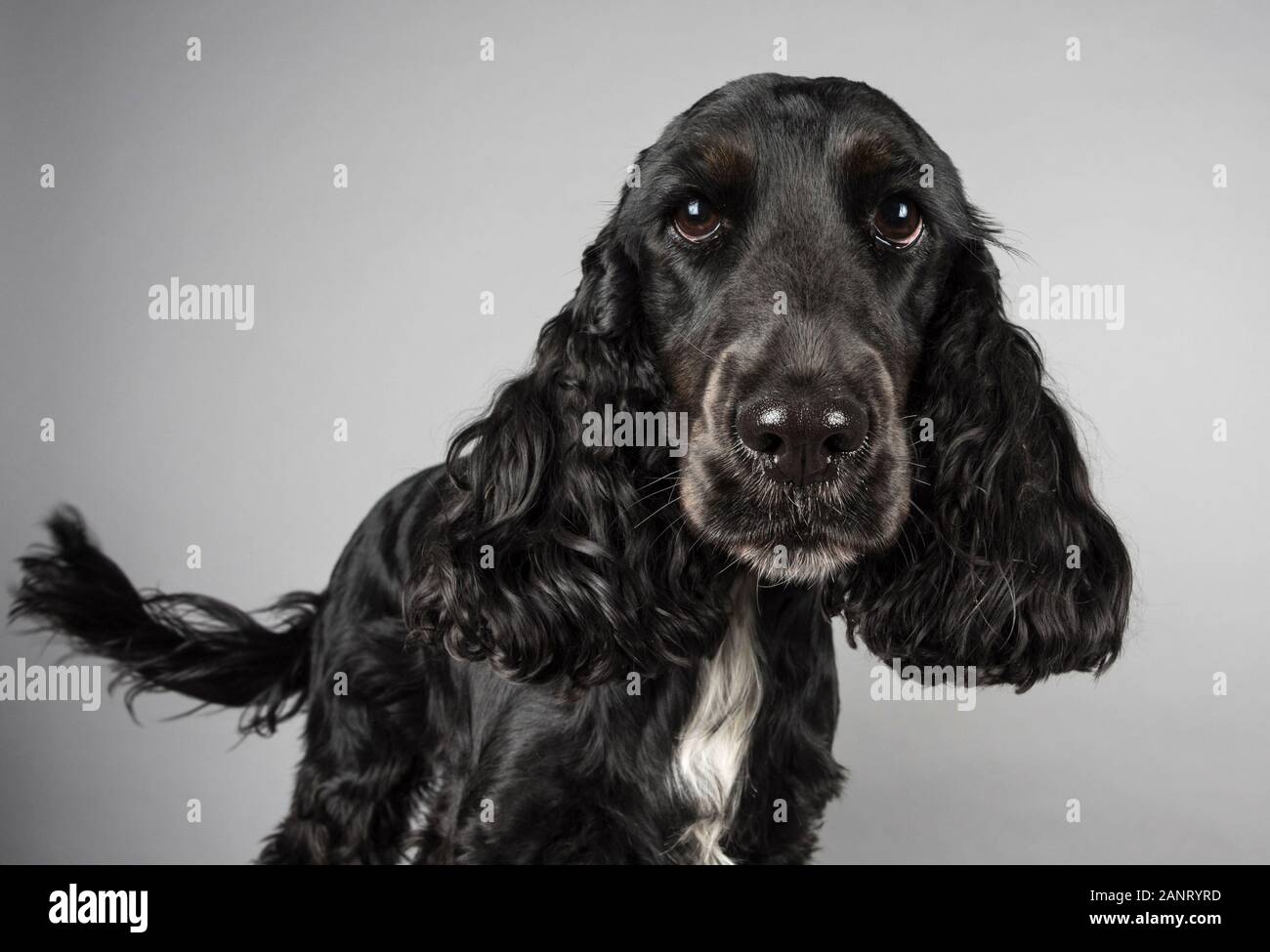 Black female cocker spaniel 18months old, UK Stock Photo - Alamy
