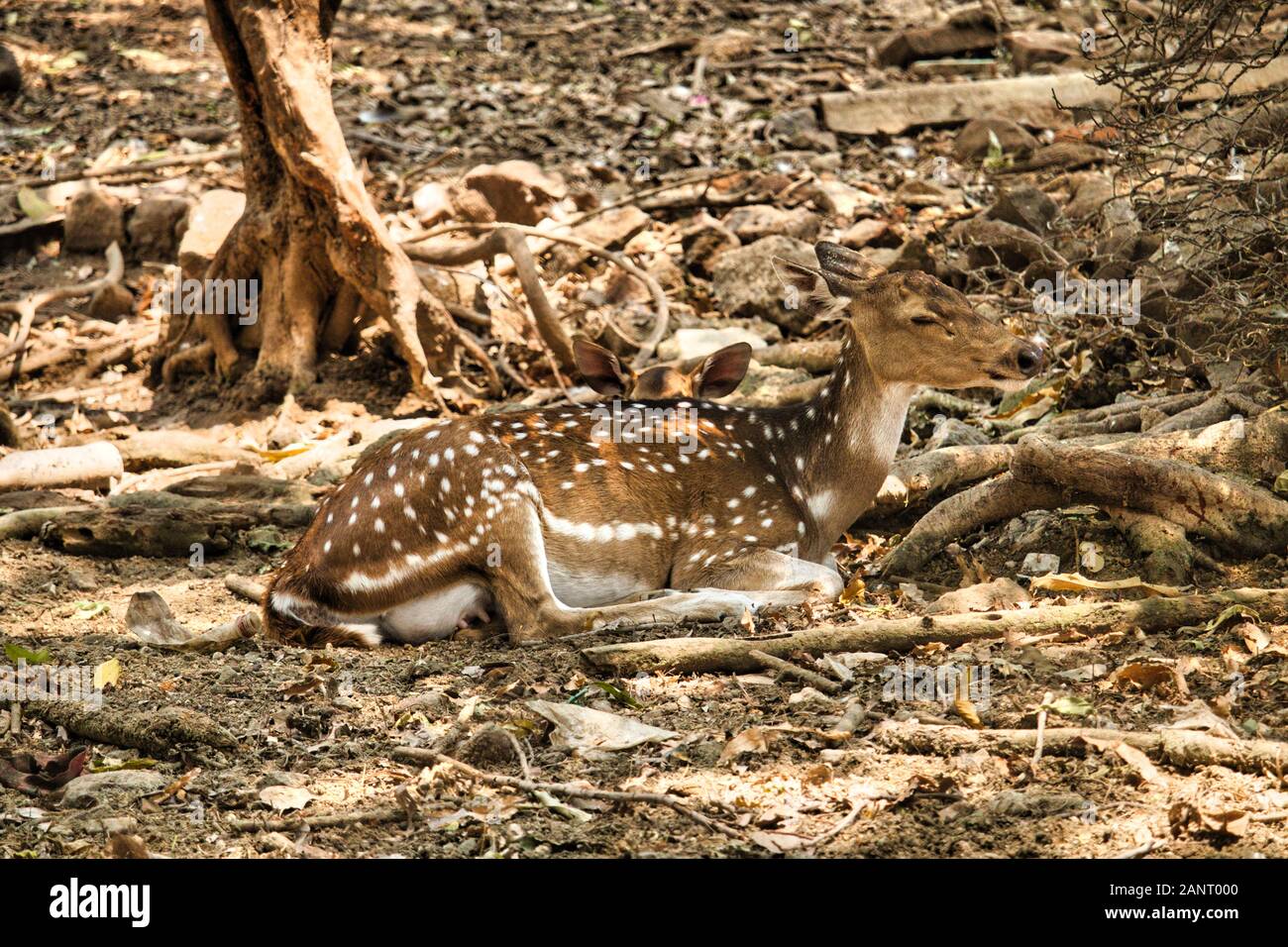 Spotted deer patterns hi-res stock photography and images - Alamy