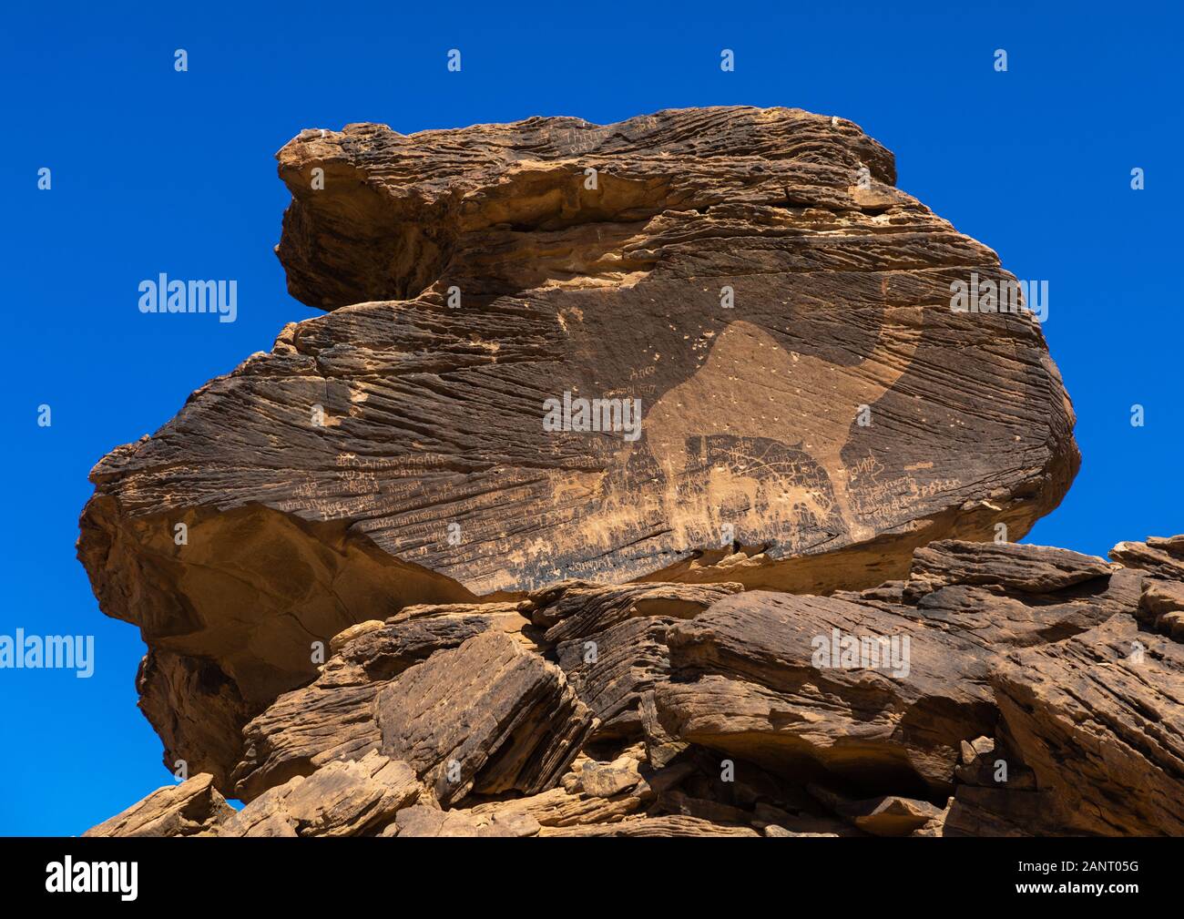 Life-sized camel petroglyph on a rock, Najran Province, Thar, Saudi ...
