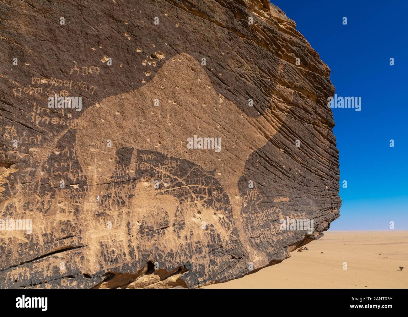 Life-sized camel petroglyph on a rock, Najran Province, Thar, Saudi ...