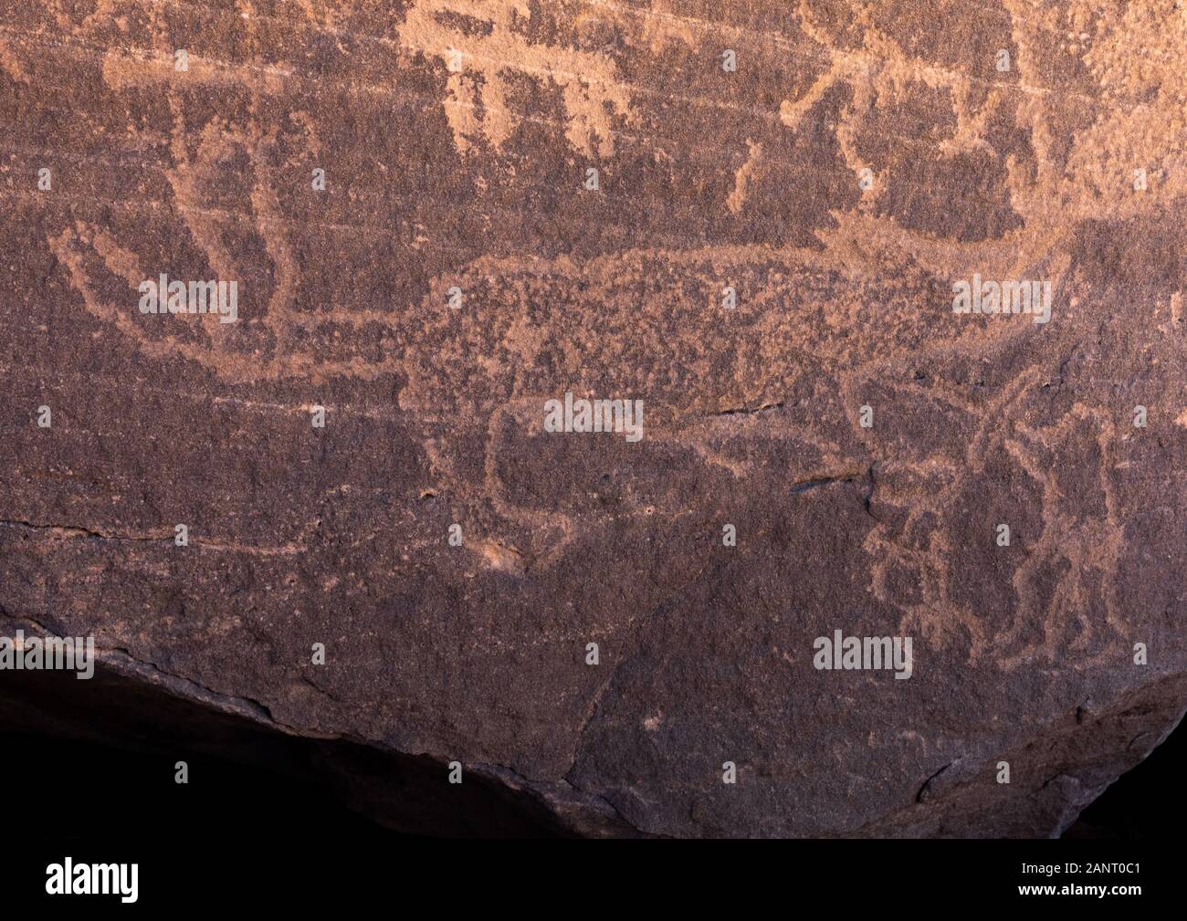 Petroglyphs rock art depicting an animal hunted, Najran Province, Thar ...