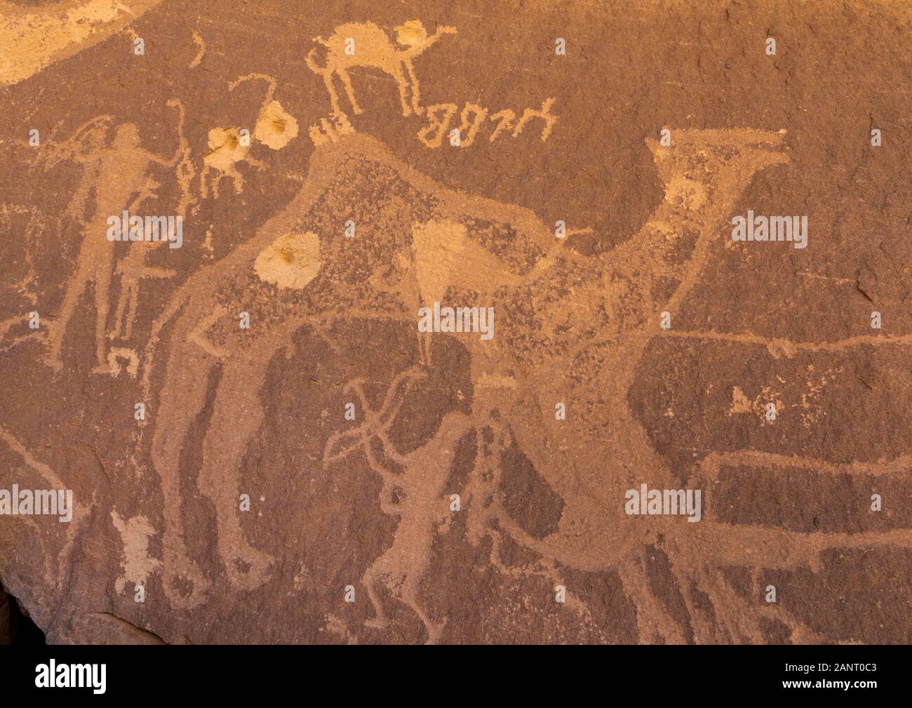 Petroglyphs on a rock depicting camel with bullet holes, Najran ...