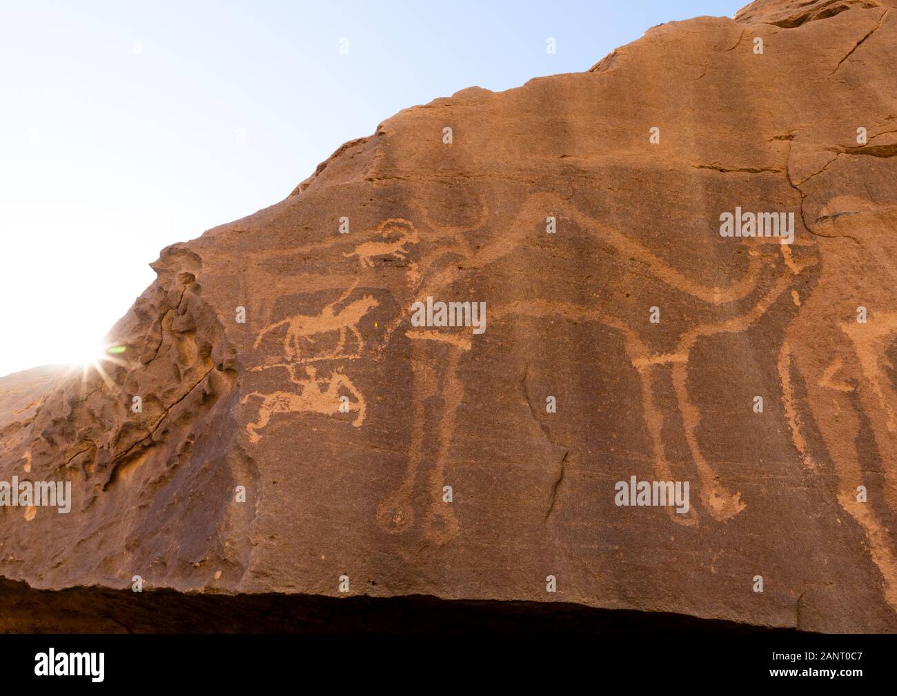 Petroglyphs of camel, Najran Province, Thar, Saudi Arabia Stock Photo ...