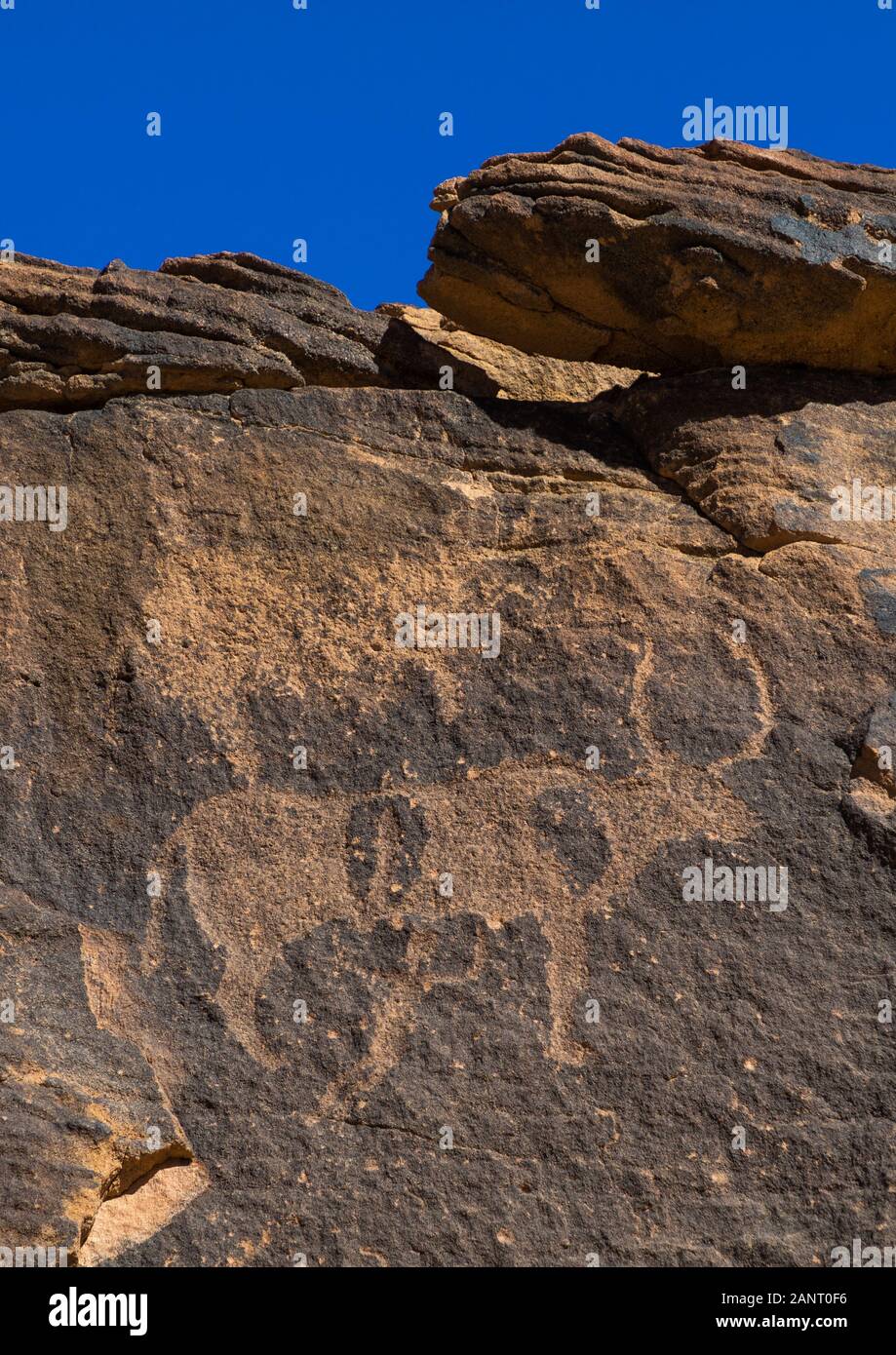 Petroglyphs on a rock depicting cows, Najran Province, Najd Khayran ...