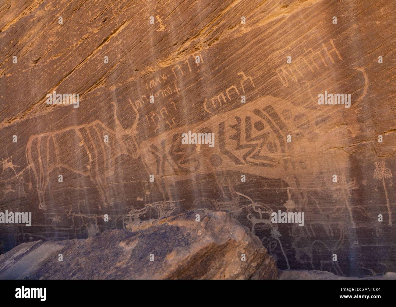 Petroglyphs on a rock depicting cows, Najran Province, Minshaf, Saudi ...
