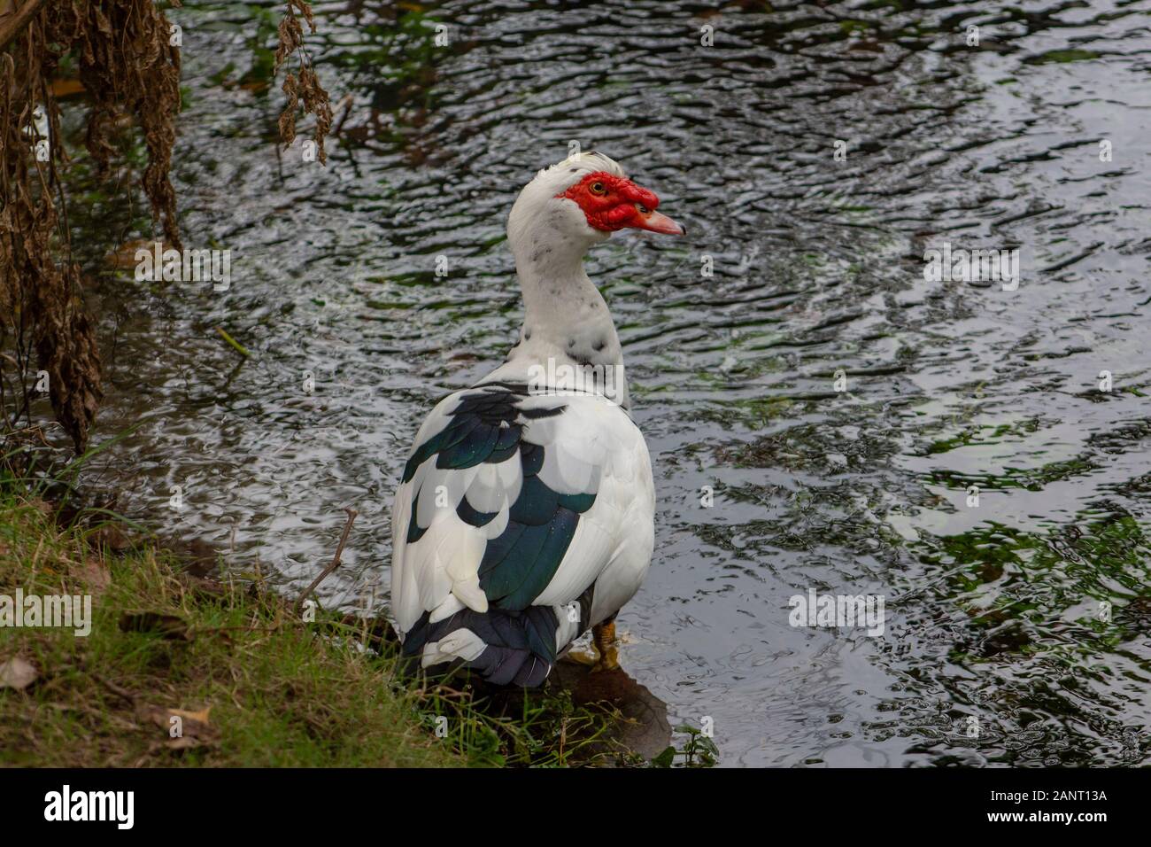 Muscat duck (Cairina moschata) on the shore of a pond Stock Photo - Alamy