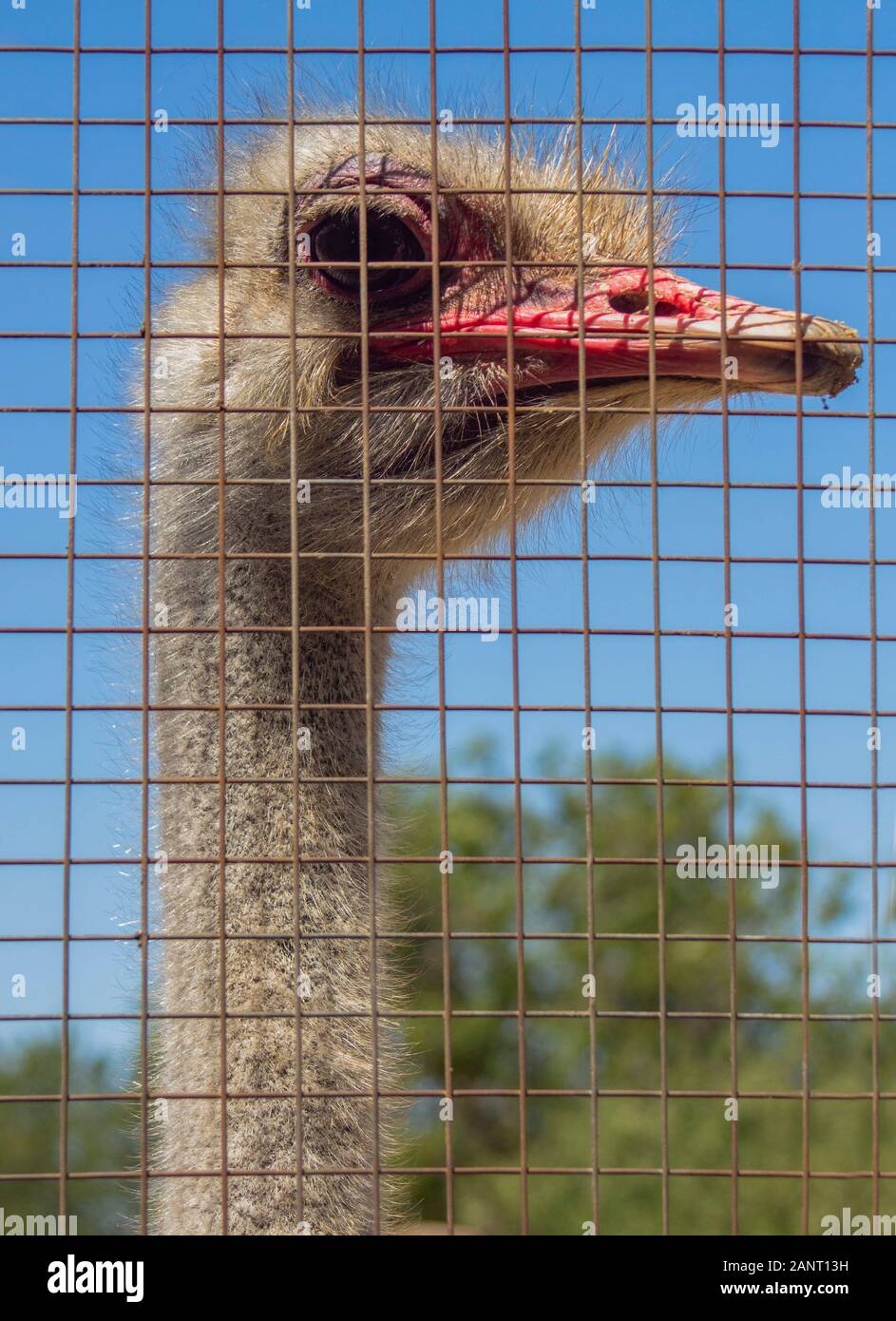 Ostrich in a cage, portrait in a profile. Closeup Stock Photo - Alamy