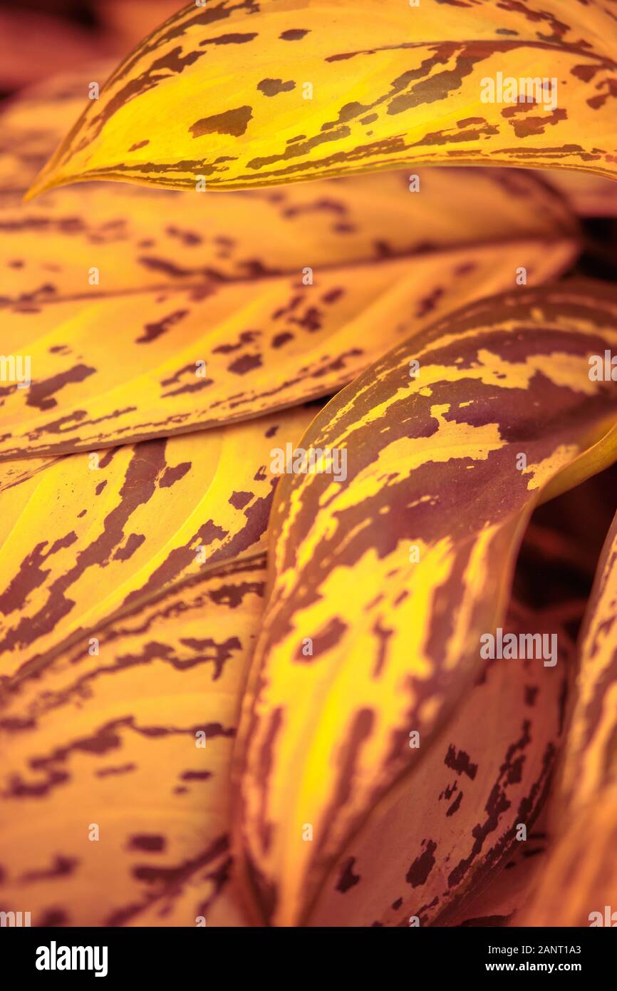 Leaf bush with rectangle in trendy colors 2020 - Lush Lava. Top view ...