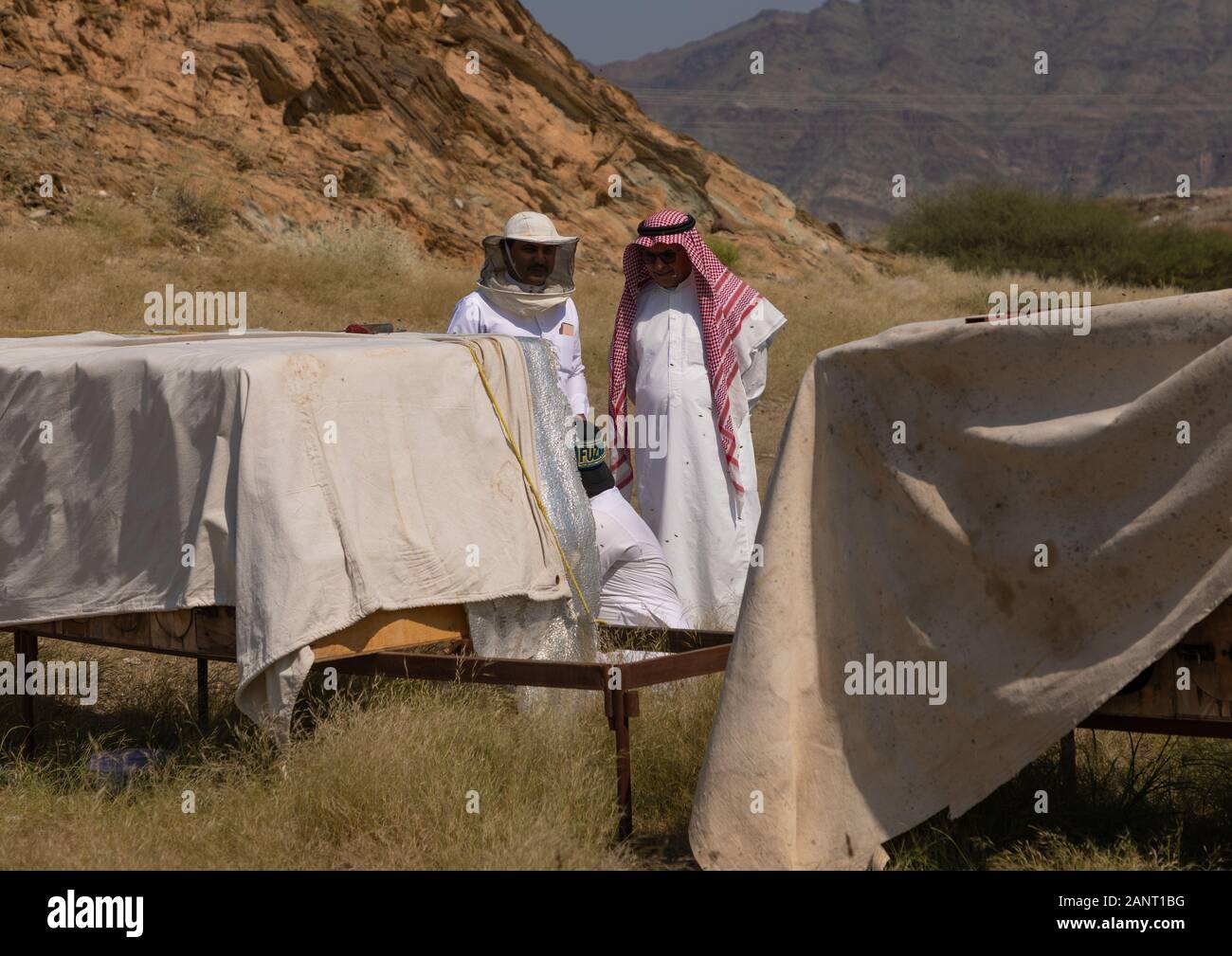 Saudi beekeepers working in the beehives, Jizan province, Addarb, Saudi ...