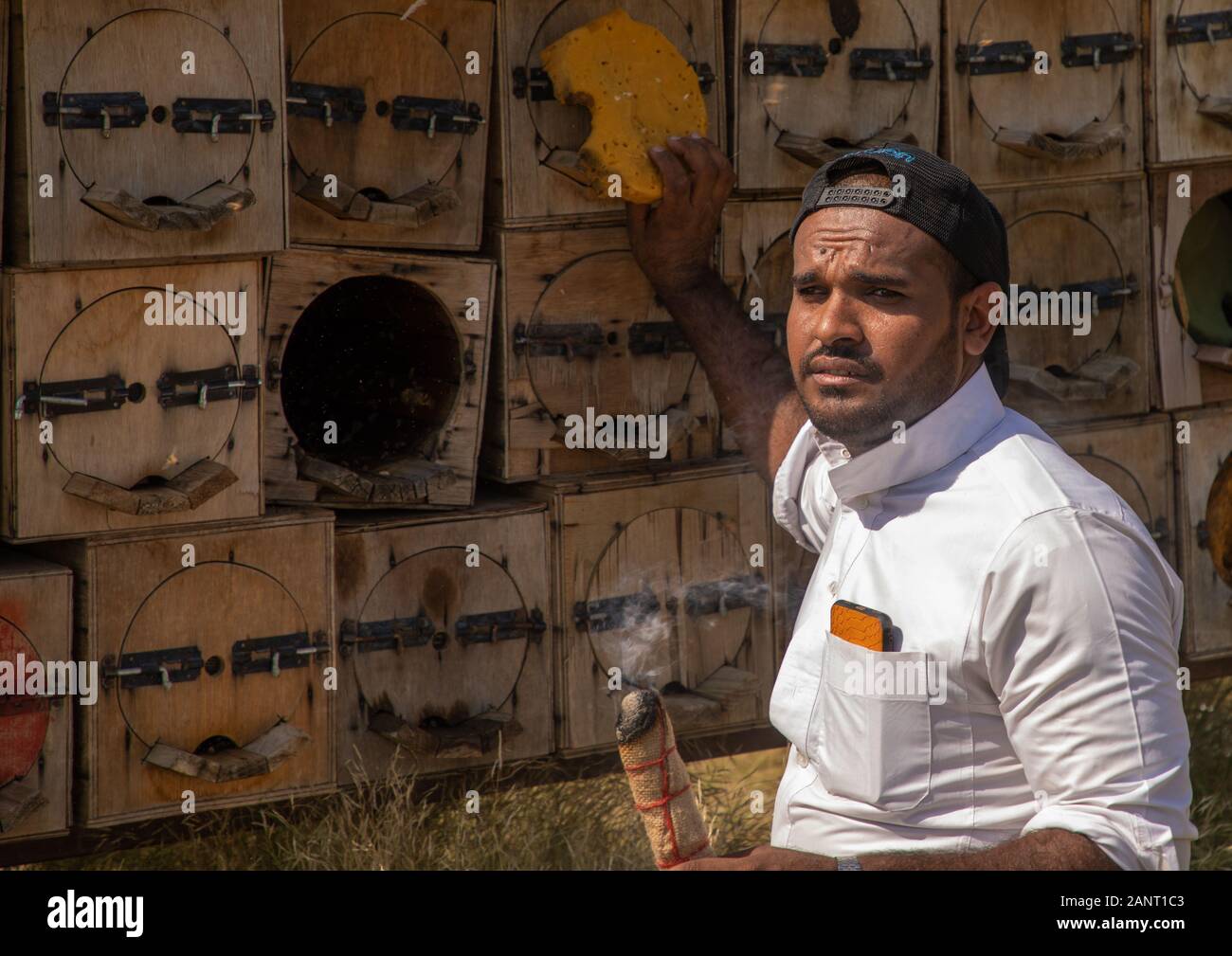 Saudi beekeeper working in the beehives, Jizan province, Addarb, Saudi ...