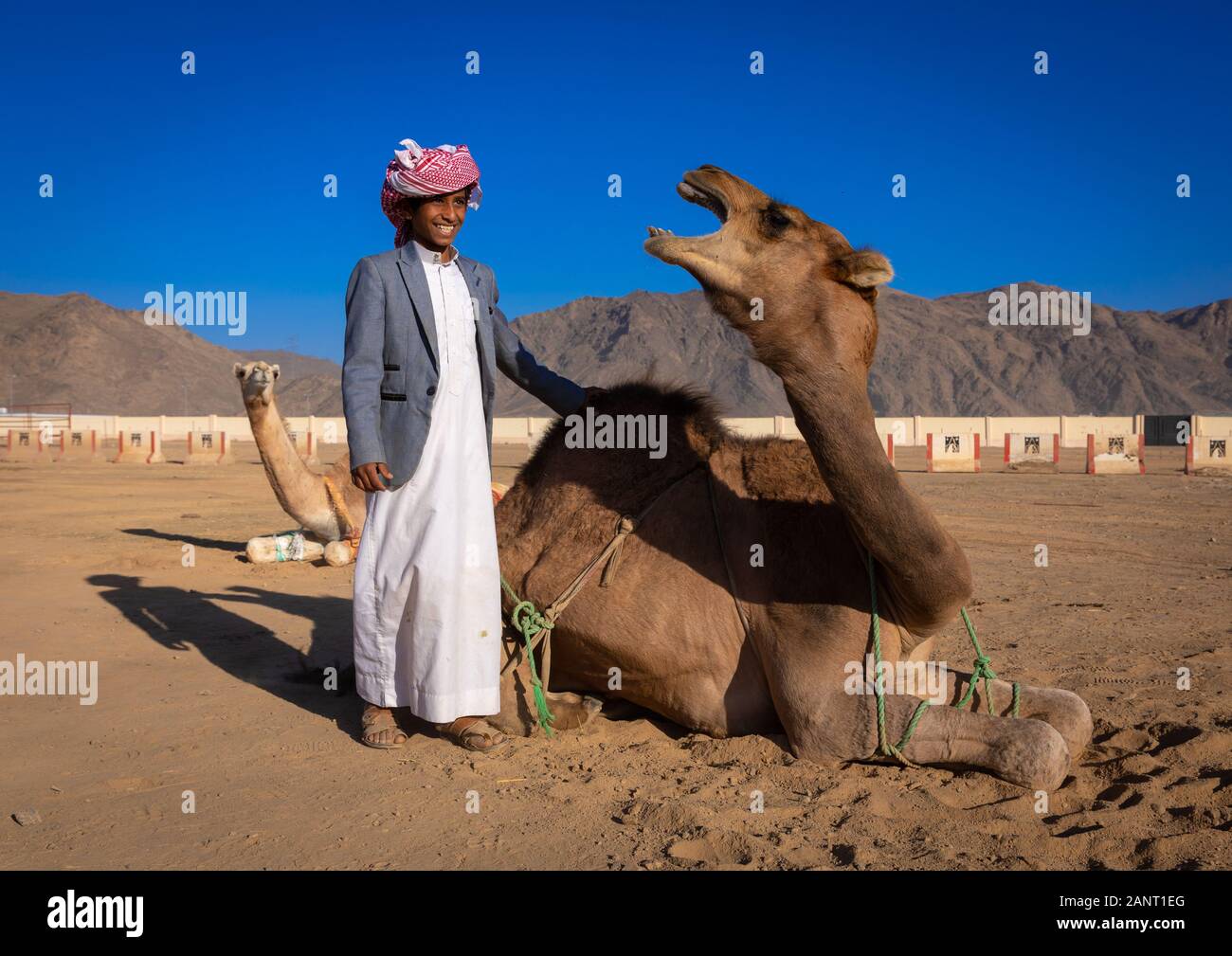Saudi boy with his angry camel, Najran Province, Najran, Saudi Arabia ...