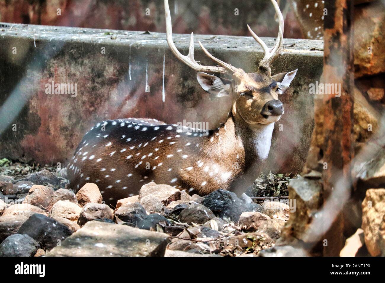 Spotted deer patterns hi-res stock photography and images - Alamy