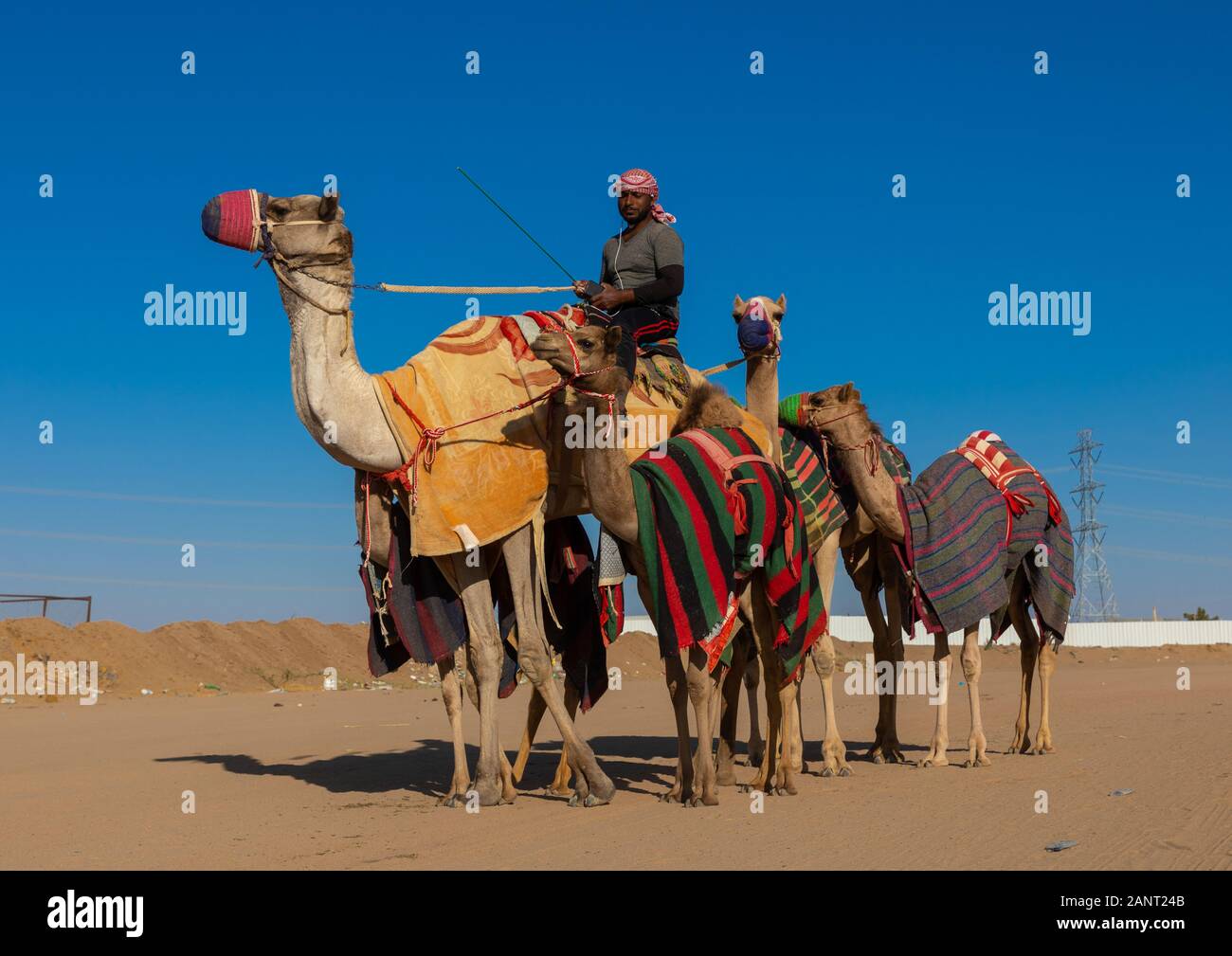 Saudi arabia desert camel hi-res stock photography and images - Alamy