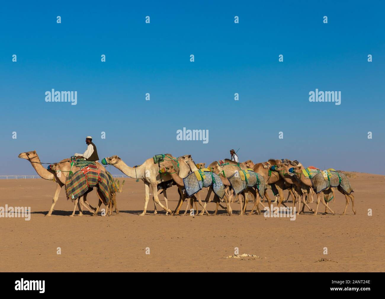 Saudi arabia desert camel hi-res stock photography and images - Alamy
