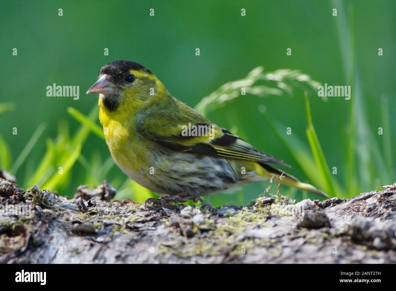 Siskin uk hi-res stock photography and images - Alamy