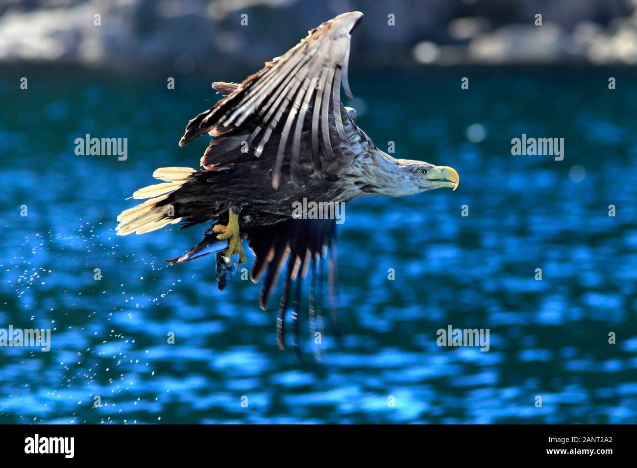 WHITE-TAILED EAGLE or sea eagle, Scotland, UK Stock Photo - Alamy