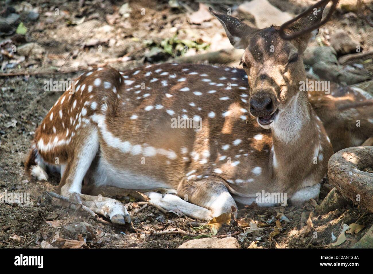 Spotted deer patterns hi-res stock photography and images - Alamy