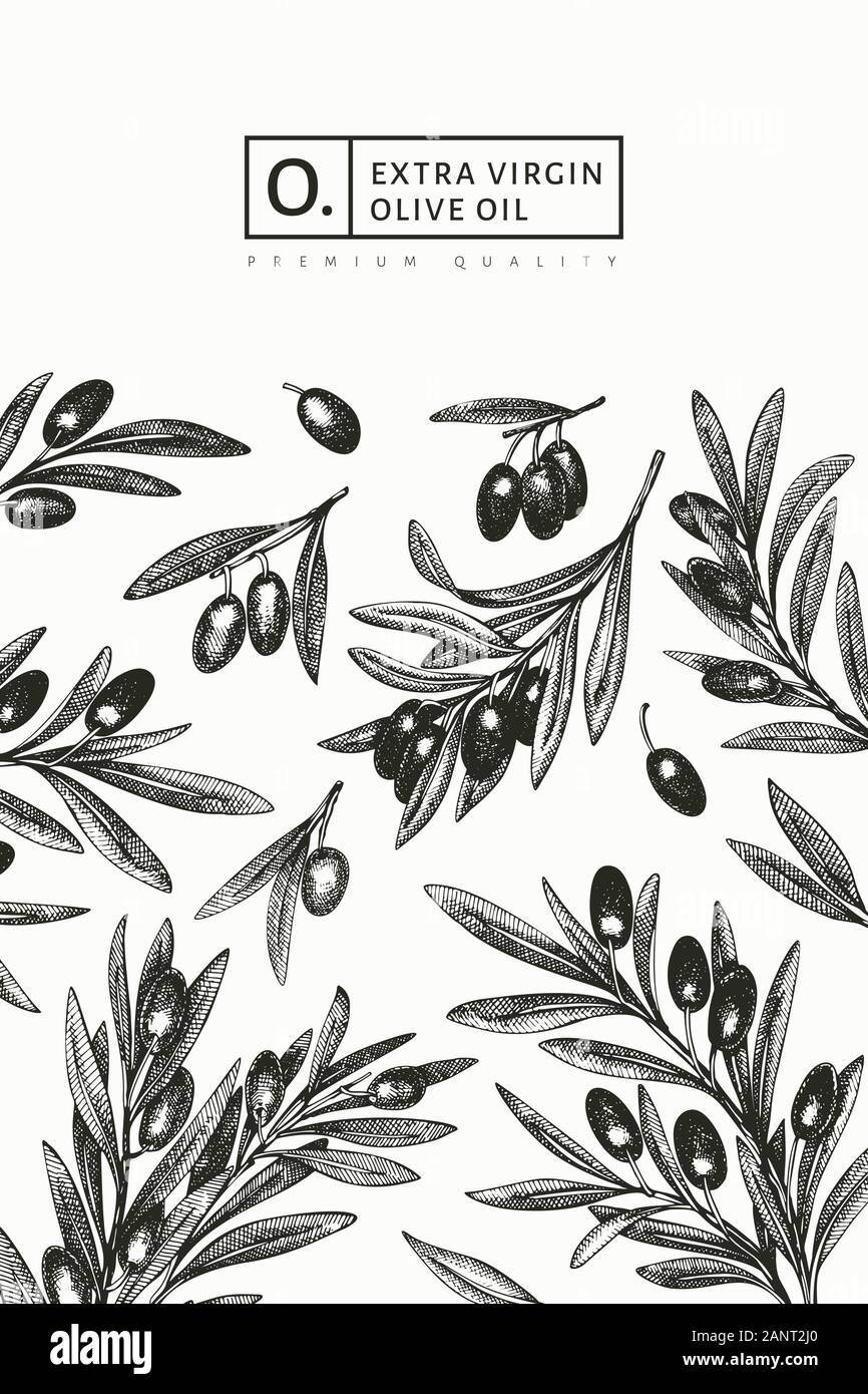 Olive branch design template. Hand drawn vector food illustration ...