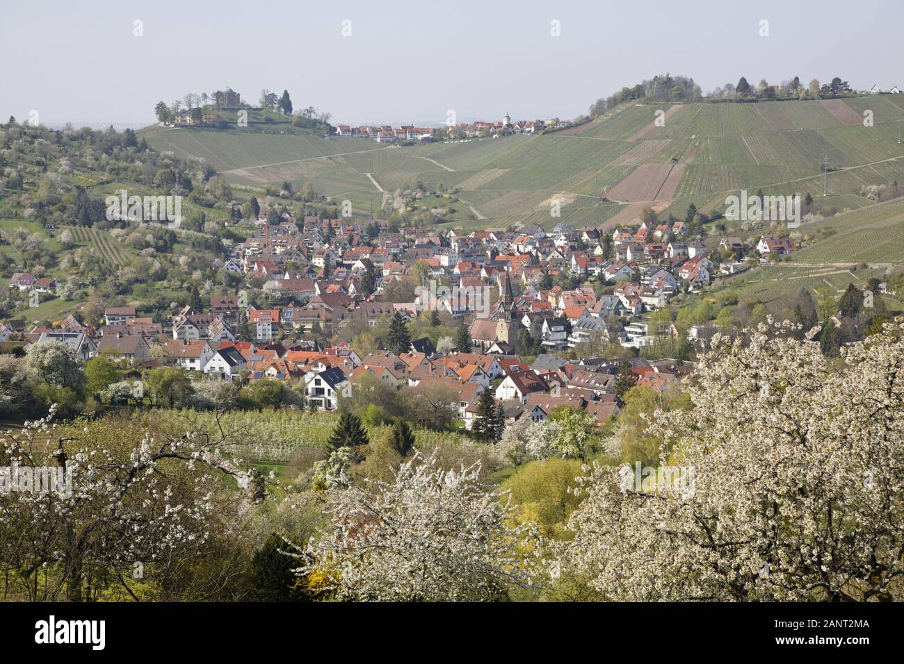the village of Uhlbach amidst flowering orchards and vineyards with the ...