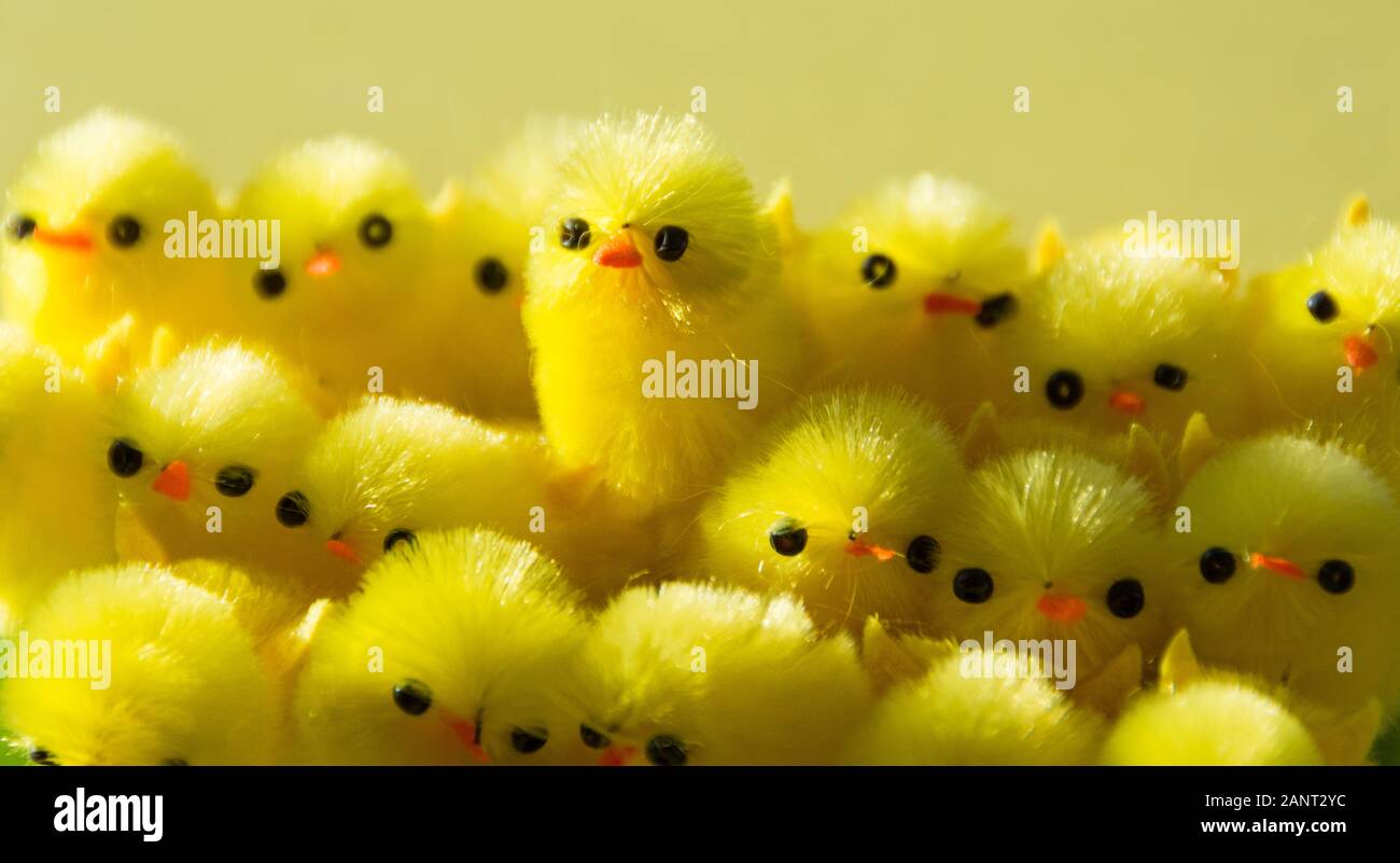 Fluffy yellow Easter chicks Stock Photo - Alamy